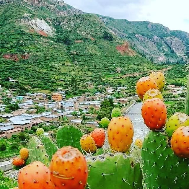 Prickly Pear Seed Oil 100% Pure & Natural Destockage Grossiste