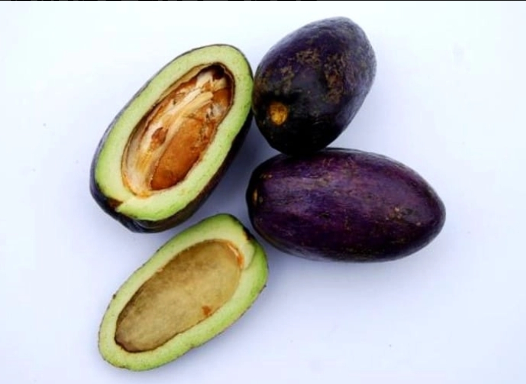 HUILE D'ATANGA Destockage Grossiste