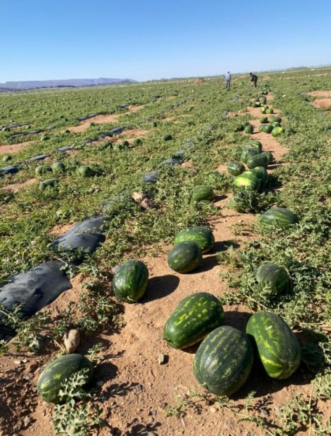 Pastèque de Maroc Morocco import Destockage Grossiste